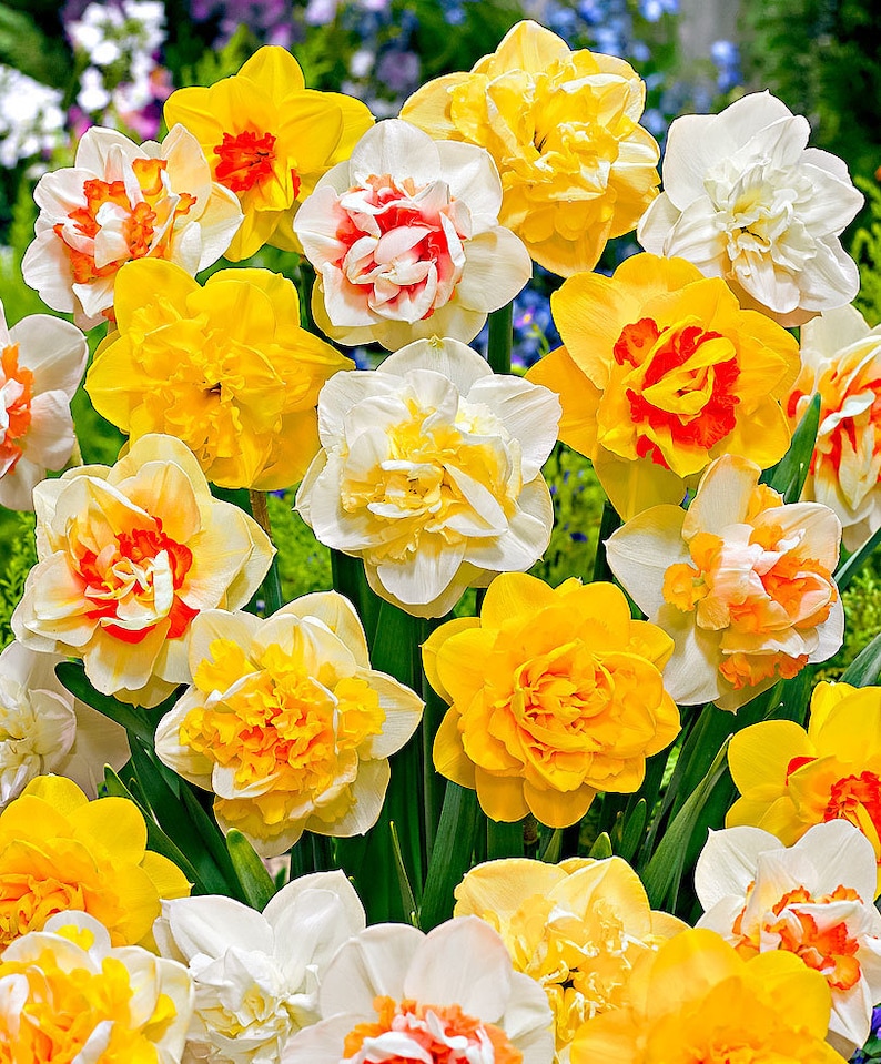 5 Double-flowered Daffodil MIXED Color Collection Bulbs- Naturalize ...