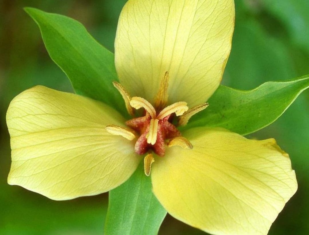 2 Wild Yellow Trillium, T.luteum Woodland Native Plantspring ...