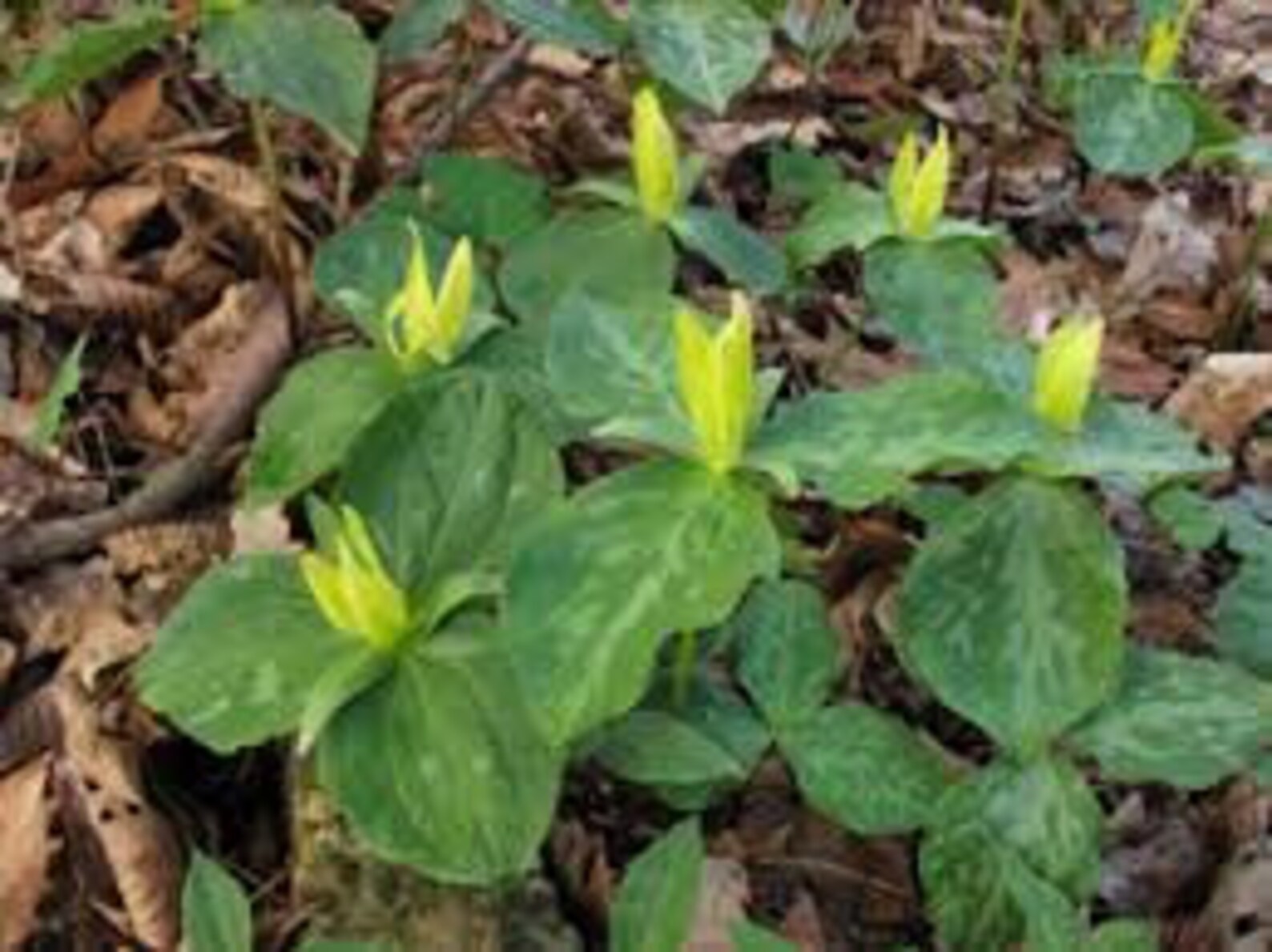 2 Wild Yellow Trillium T.luteum Woodland Native Plantspring | Etsy