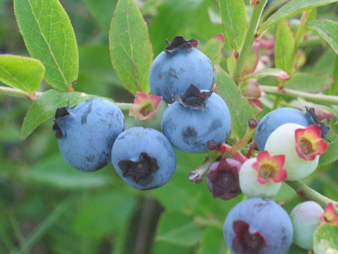 Lot of 3 Low Bush Wild Blueberry LIVE PLANT ~edible Fruit ~jams,jellies ...