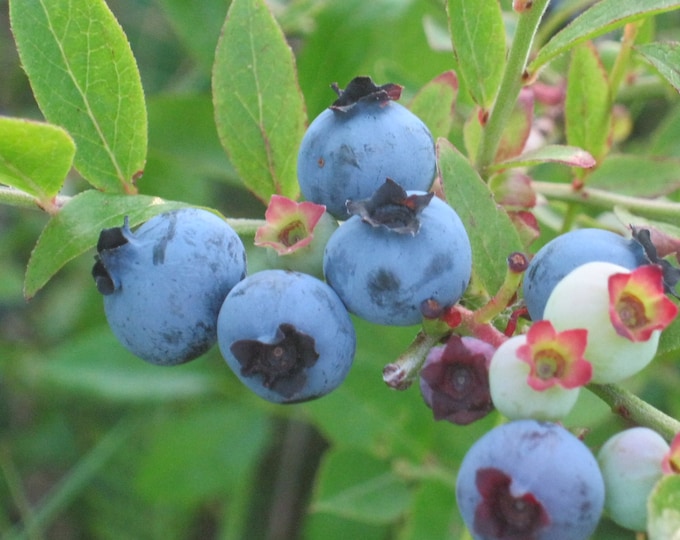 Lot of 3 Low Bush Wild Blueberry LIVE PLANT ~edible Fruit ~jams,jellies ...