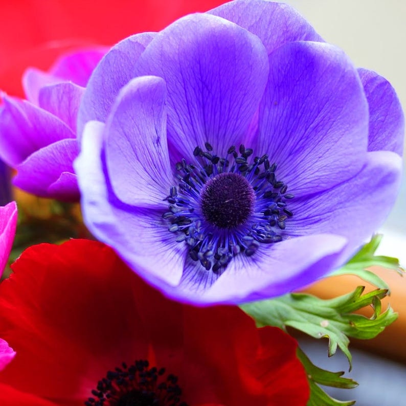 20 windflower Anemone Flower Bulbs Mixed Color - Etsy