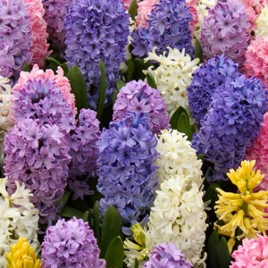 5 Highly Fragrant Mixed Color Hyacinth Bulbs **fall Planting - Etsy