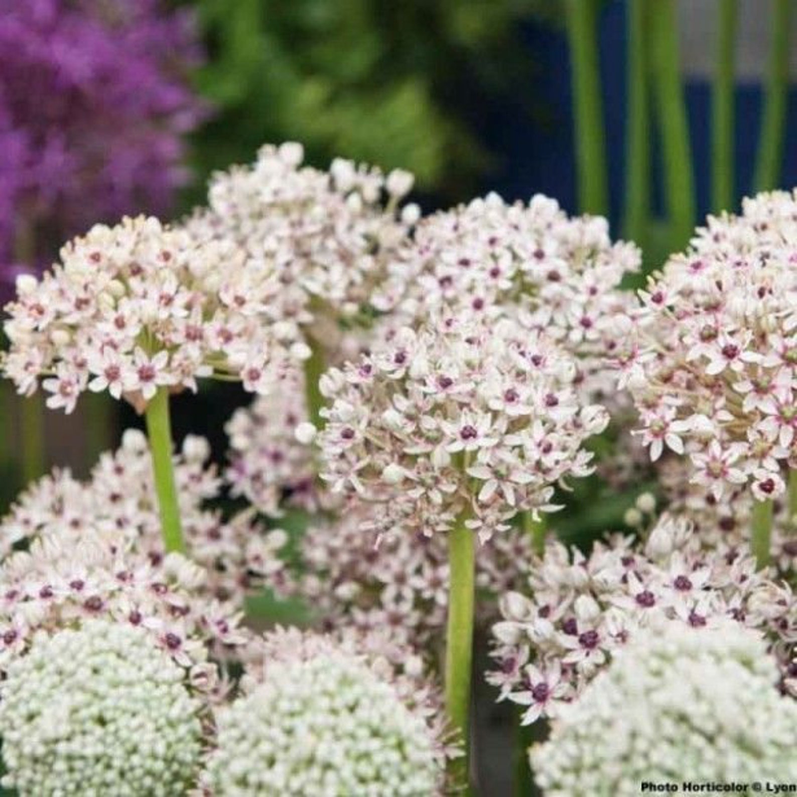 1 Allium "silver Spring" Bulbs ~early Summer Blooming~naturalize ...