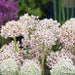 3 Allium silver Spring Bulbs early Summer - Etsy