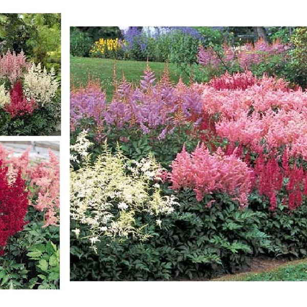 Astilbe Live Plant - Etsy