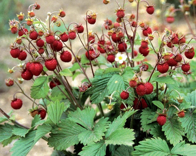 Lot of 20 Wild Woodland Strawberry LIVE Bare Root Rhizomes - Etsy