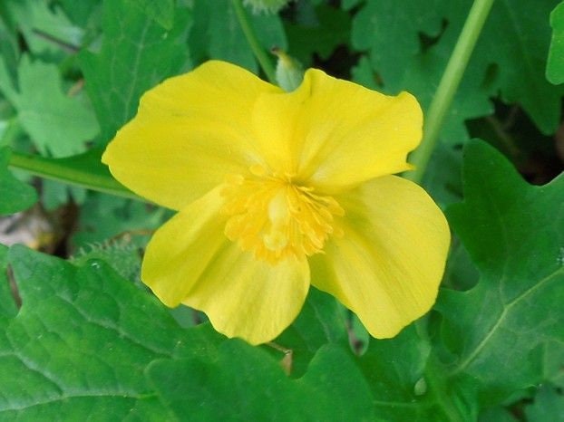 5 Yellow Woodland Poppy Celandine Stylophorum Diphyllum Woodland Marsh ...