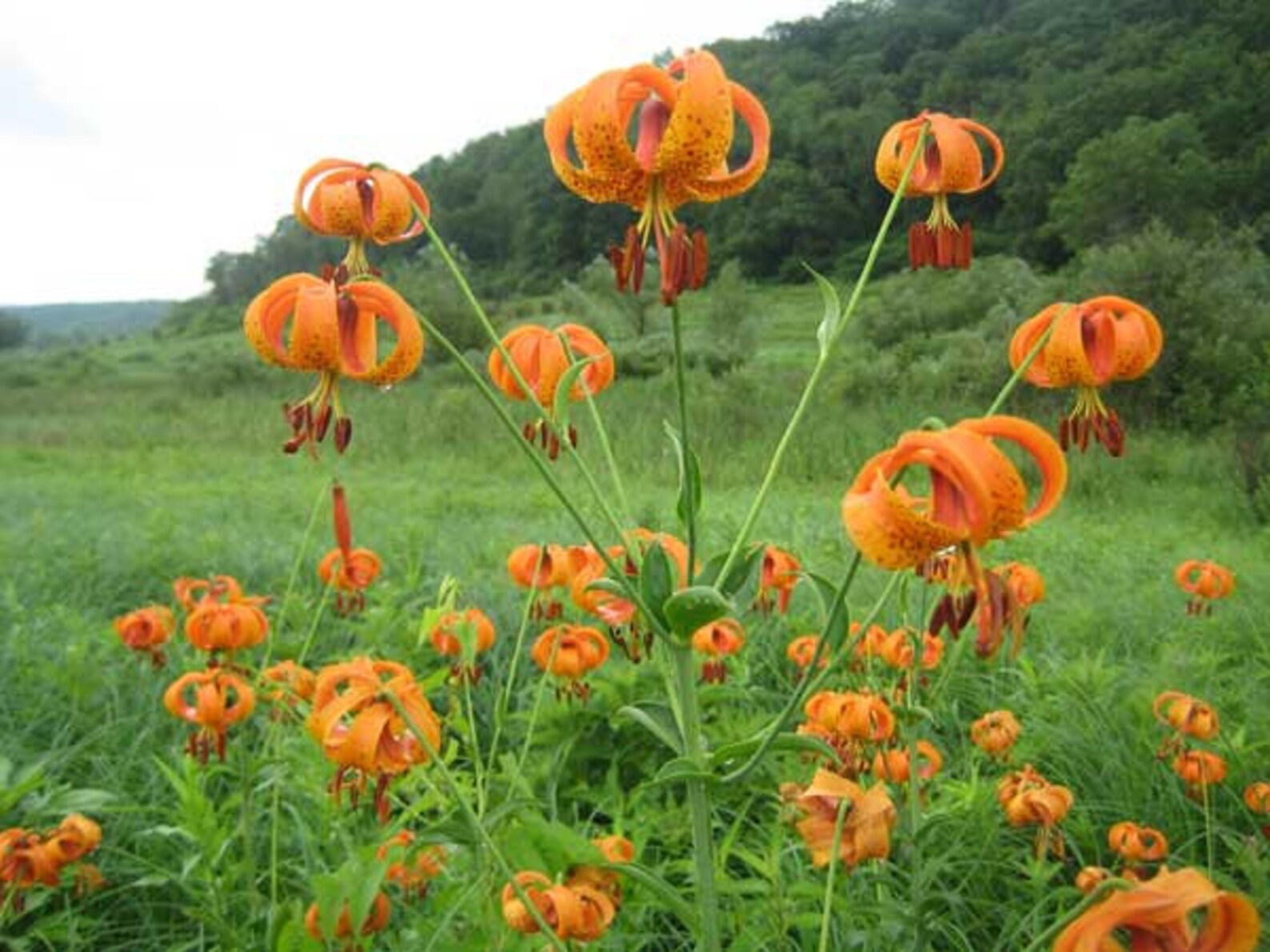 5 Turk's-cap Lily Lilium Superbum Bulb/tuber Woodland | Etsy