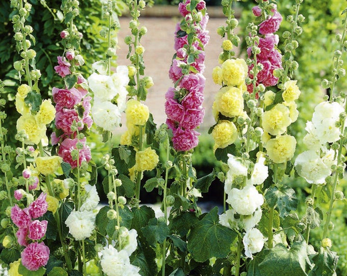4 Hollyhock Alcea Rosea Mixed Pastel easter Colors LIVE BARE ROOT Plant ...