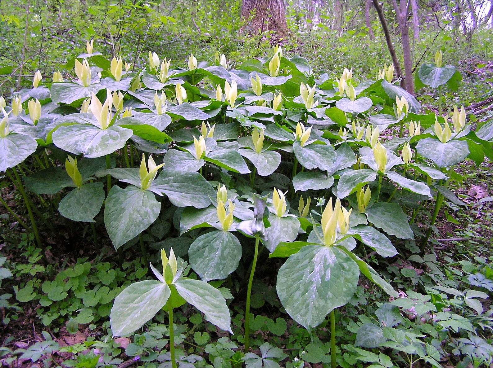 2 Wild Yellow Trillium T.luteum Woodland Native Plantspring | Etsy