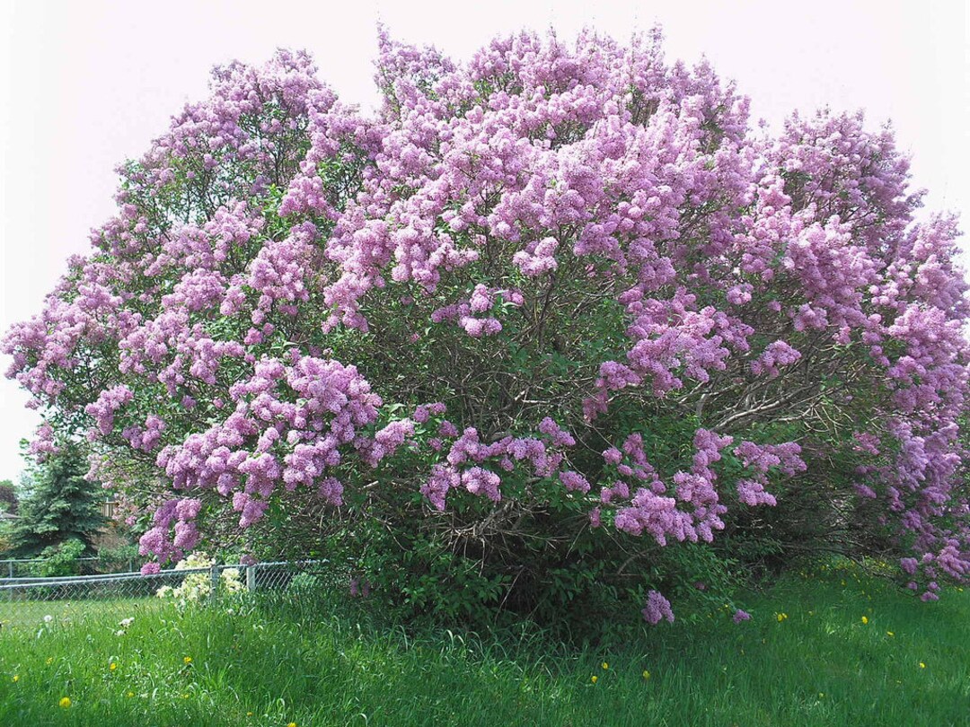 1 Old Fashioned Lilac Bush/shrub SAPLING Shipped Dormant BARE ROOT - Etsy
