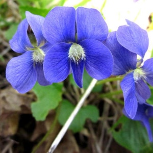 6 Wild Blue Violets Rock/herb Garden Ground Cover Live Bare Root Plant ...