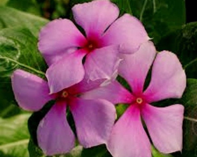 Vinca Raspberry Periwinkle Flower Seeds / Annual 40 - Etsy