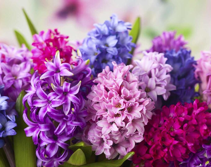 3 Mixed Color Hyacinth Bulbs**pre-chilled Spring Planting - Etsy