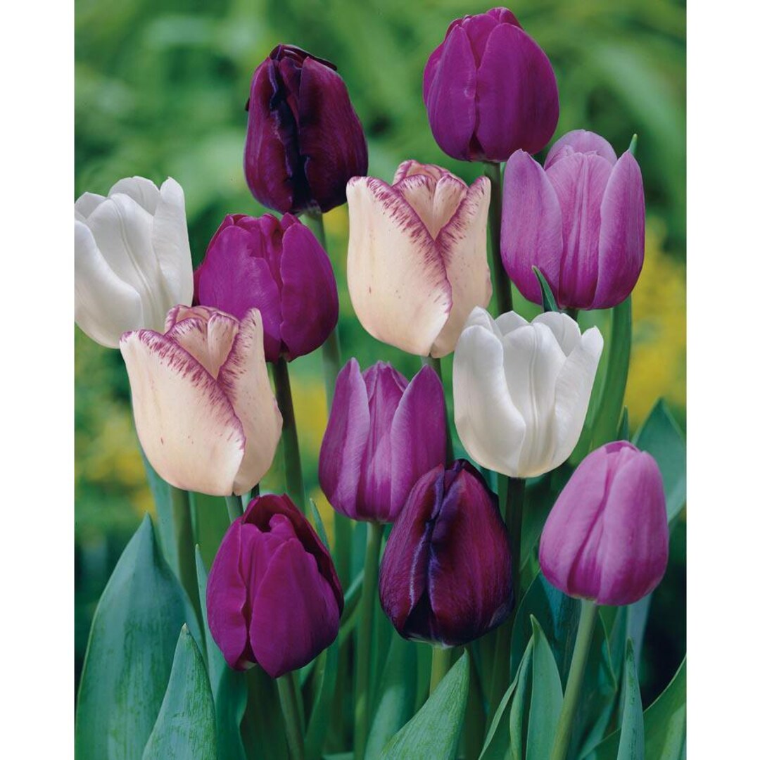 5 Purple Mixed Blend of Color/varieties Tulip Bulbs **spring Planting ...