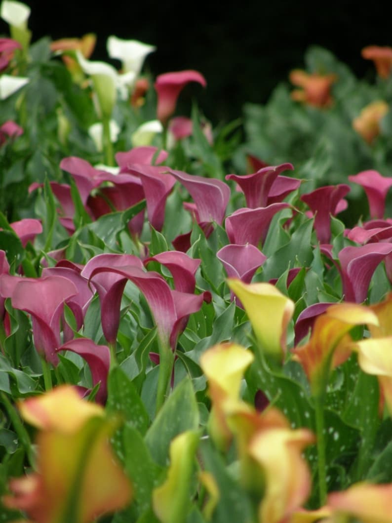 5 Calla Lily Bulbs Mixed Color - Etsy