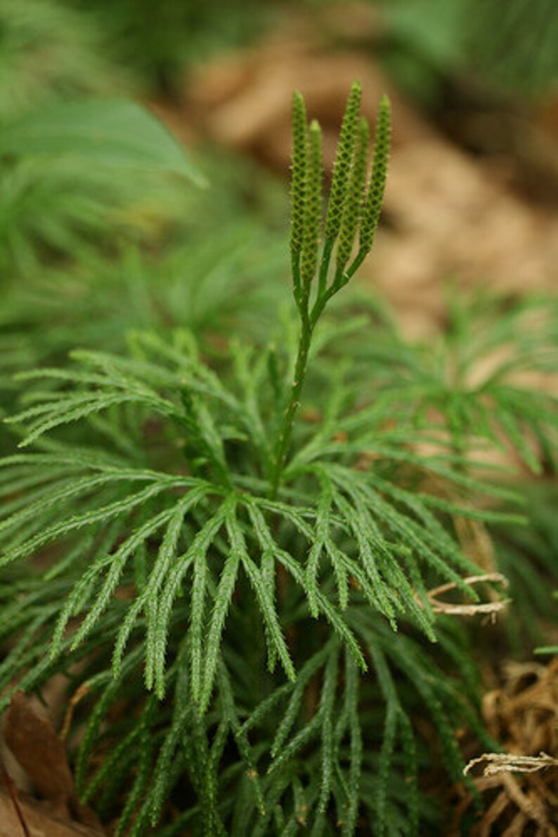 18 FAN CLUBMOSS Running Cedar Ground Pine Club Moss Low - Etsy