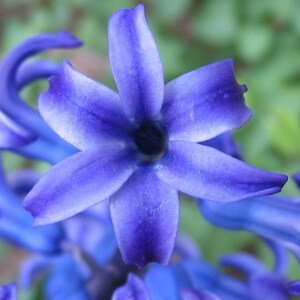 2 'delft Blue' Highly Fragrant Periwinkle Blue Hyacinth Bulbs ready for ...