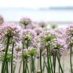 3 Allium silver Spring Bulbs early Summer Bloomingnaturalize ready for ...