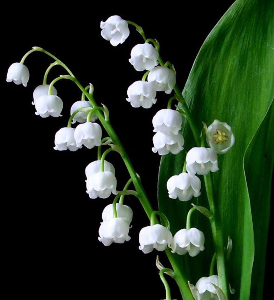 2 'GIANT' Lily of the Valley woodland Garden winter - Etsy