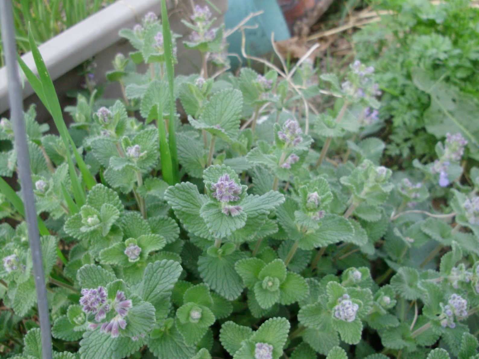 9 Bare Root WILD CATMINT Cat Nip Nepeta Mint Winter Hardy Perennial ...