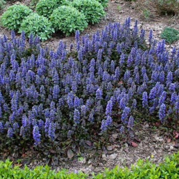 Ajuga - Etsy