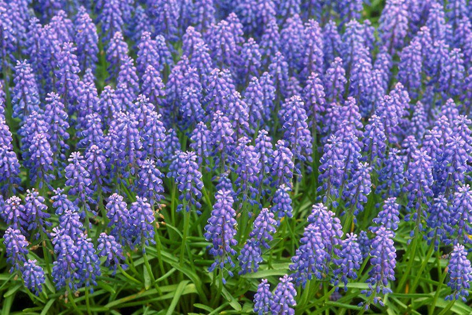 10 Blue Muscari Bulbs (grape Hyacinth) **spring Planting - Etsy