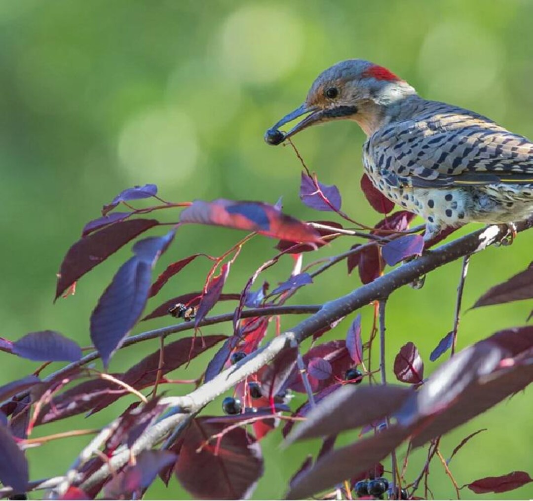 3 Prunus Virginiana 'canada Red' Choke Cherry Tree SEEDLING/SAPLING ...
