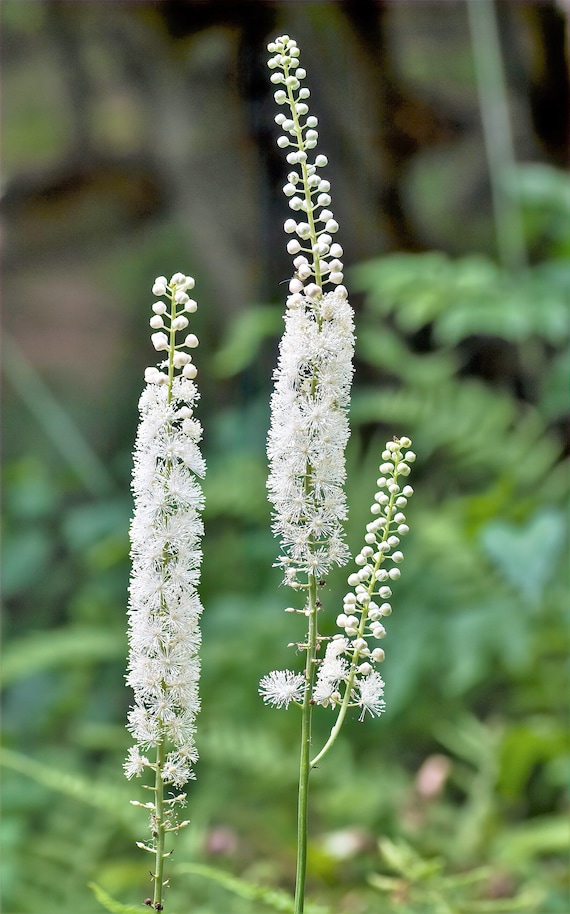 Black Snakeroot
