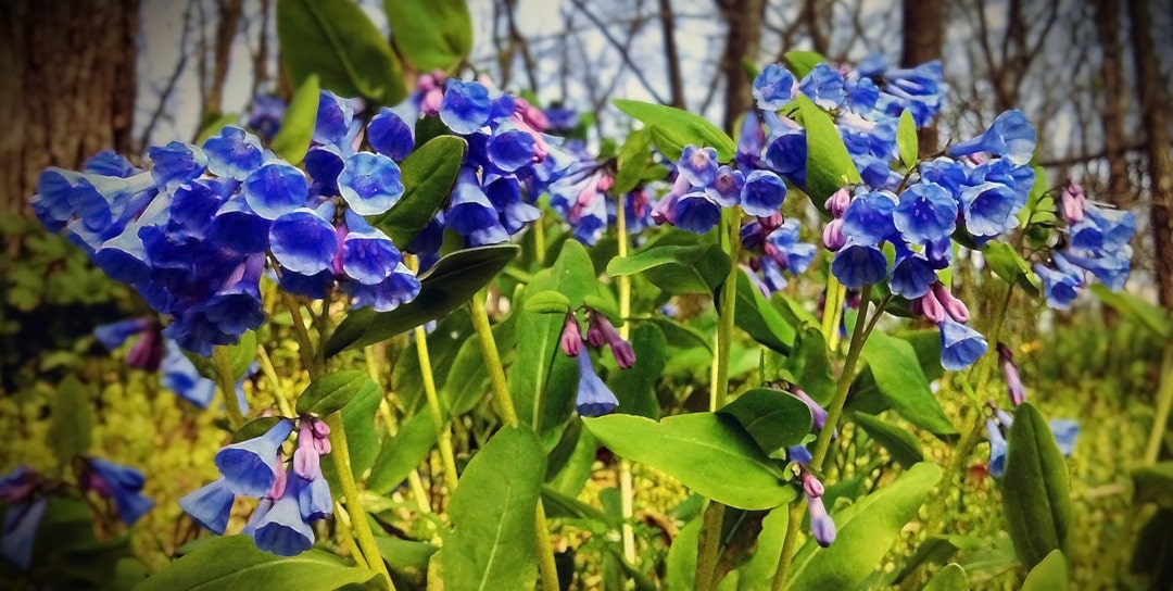 10 Virginia Bluebells Bare Root Plants: Shade Loving Perennial - Etsy