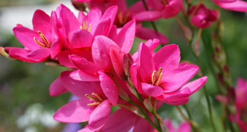 3 Wand Flower Ixia 'Pink' hybrid **Multiple blooms per bulb Outdoor ...