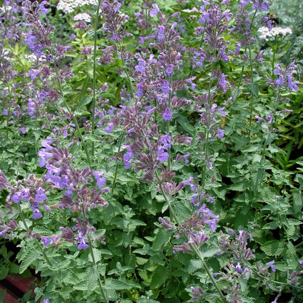Catmint Plant - Etsy