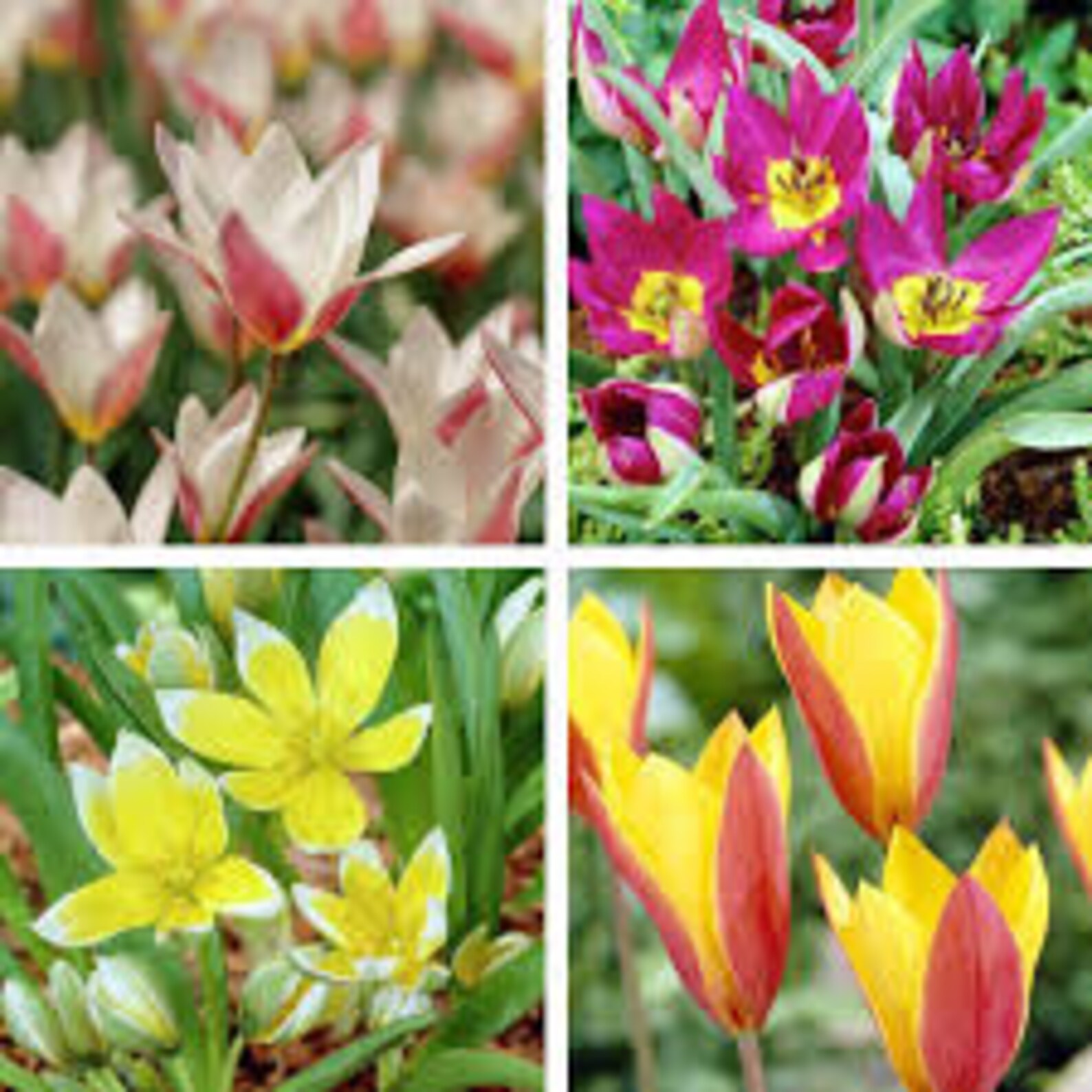 15 Mini Tulip Bulbs Mix Miniature Naturalize Rock Gardens - Etsy