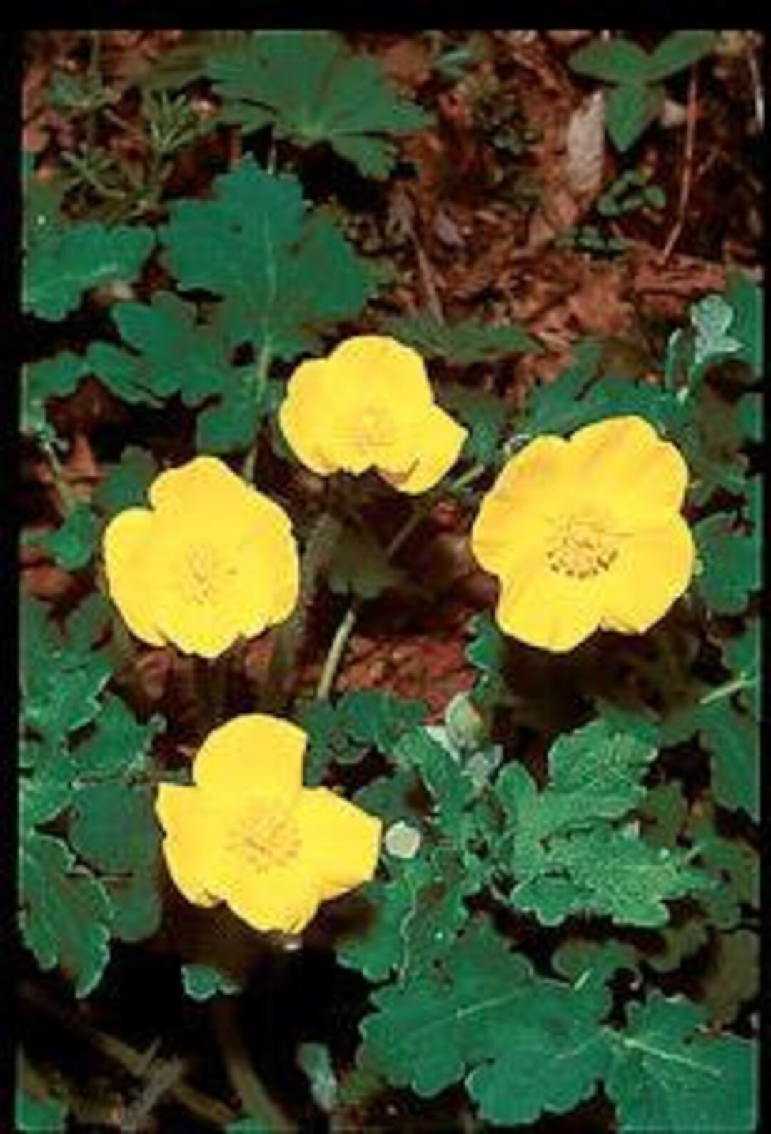 2 Yellow Woodland Poppy Celandine Stylophorum Diphyllum Woodland Marsh ...