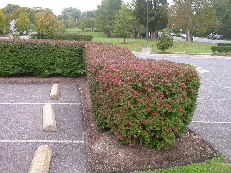 1 Dwarf Burning Bush Sapling BARE ROOT Hardy Shrub Privacy Hedge - Etsy