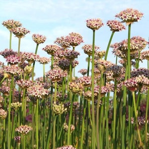 3 Allium silver Spring Bulbs early Summer Bloomingnaturalize ready for ...