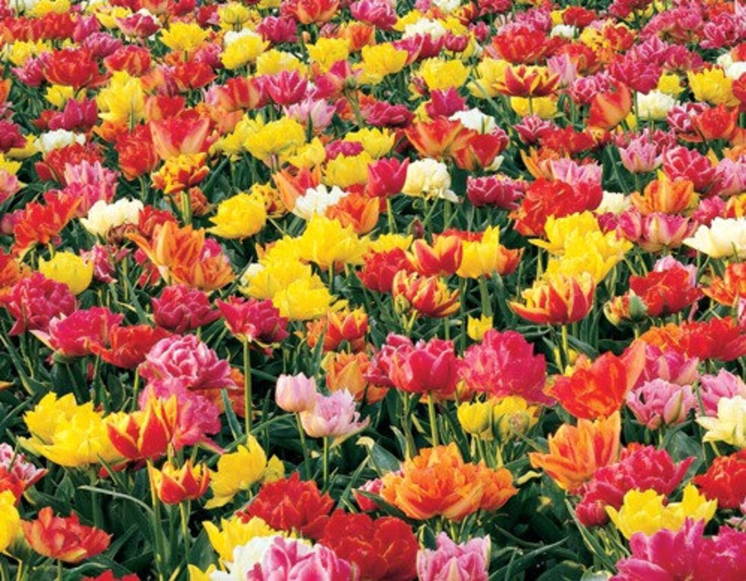 10 Mix Double EARLY Tulip Bulbs Mixed Color Collection - Etsy