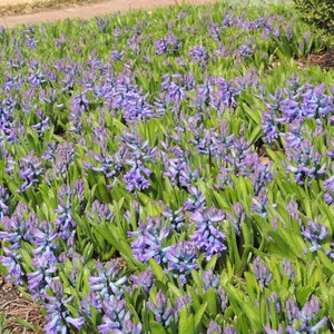 2 'delft Blue' Highly Fragrant Periwinkle Blue Hyacinth Bulbs ready for ...