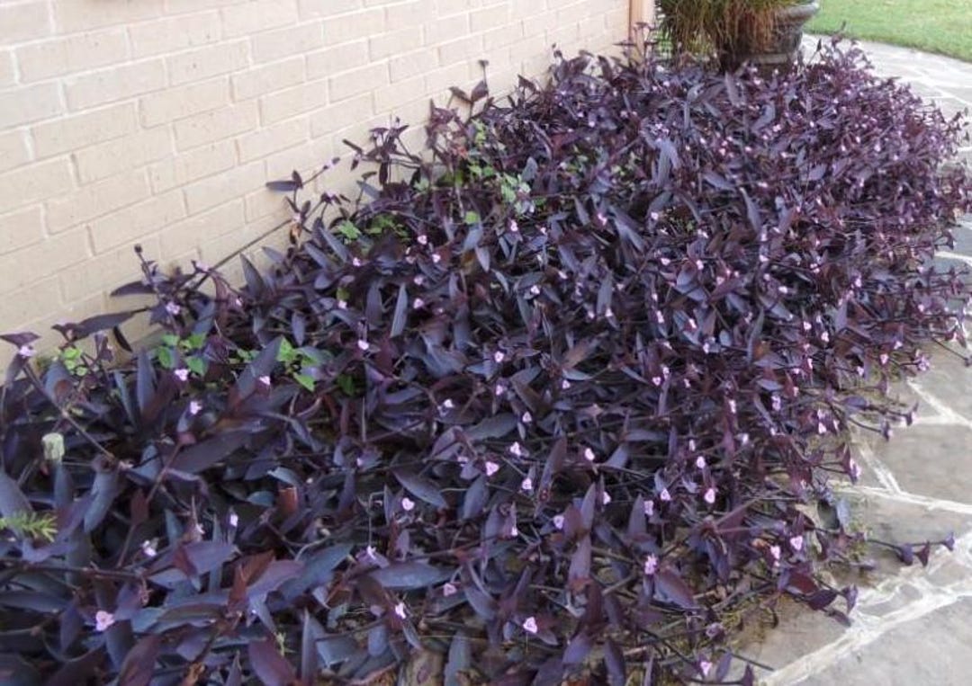 Purple Queen Wandering Jew Cuttings, Tradescantia Pallida (3 Rooted) - Etsy
