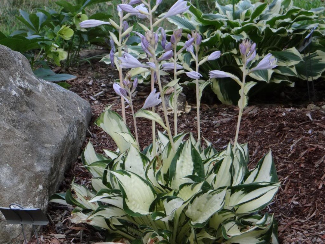 3 Fire and Ice Hosta Bare Root Divisions: Fragrant Shade Garden Plant ...
