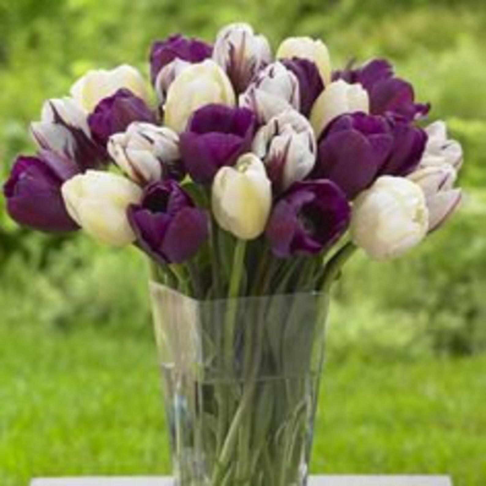 10 Purple Mixed Blend of Color/varieties Tulip Bulbs Fall - Etsy