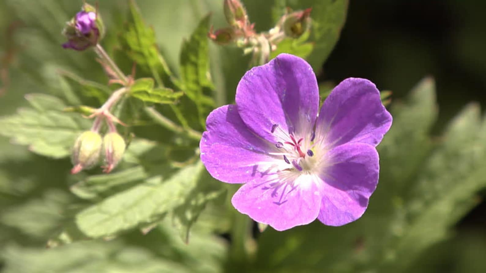 5 WILD GERANIUM Geranium Maculatum Woodland Wildflower native | Etsy