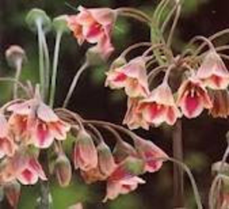 6 Mediterranean Bells Bulbs Nectaroscordum siculum ALLIUM | Etsy