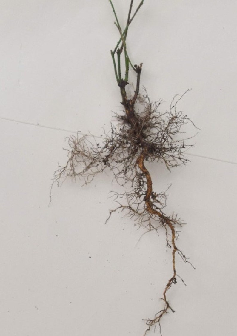 1 Dwarf Burning Bush Sapling BARE ROOT Hardy Shrub Privacy Hedge - Etsy