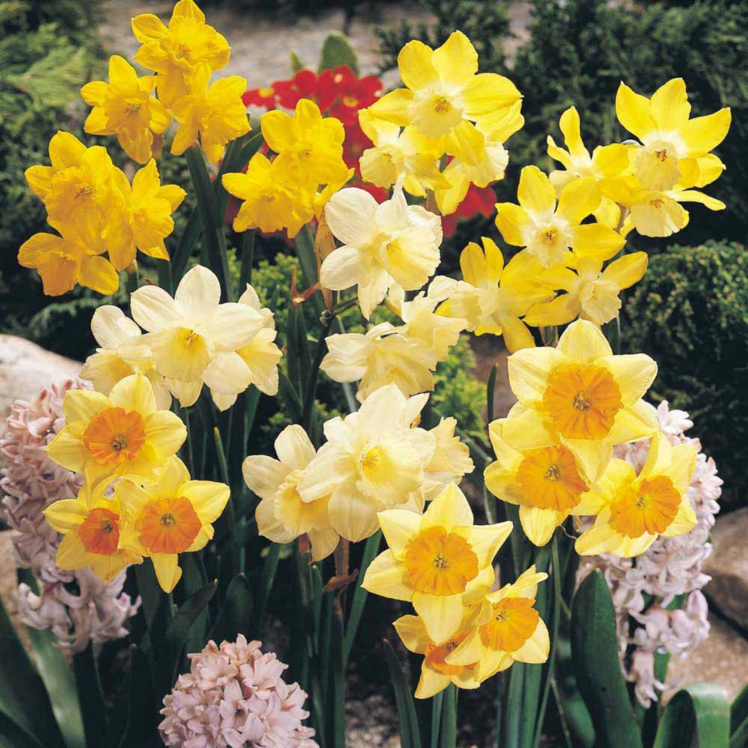 5 Mixed Daffodil & Narcissus Bulbs woodland Gardens naturalize pre ...