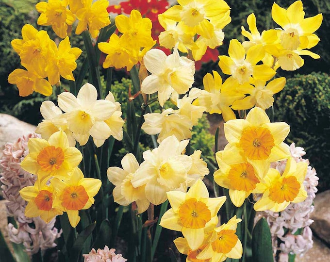 5 Mixed Daffodil & Narcissus Bulbs woodland Gardens naturalize pre ...
