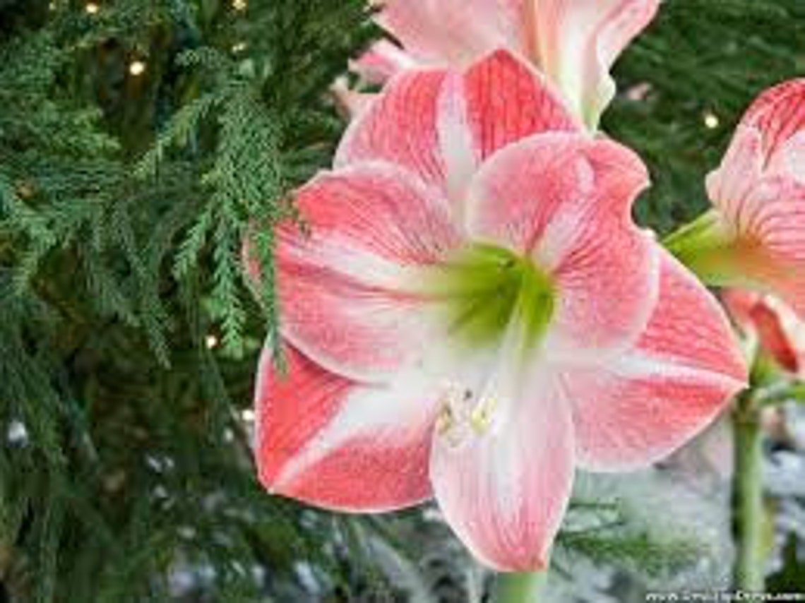 1 Garden Pink Amaryllis BULBS multiple Blooms per Bulb - Etsy
