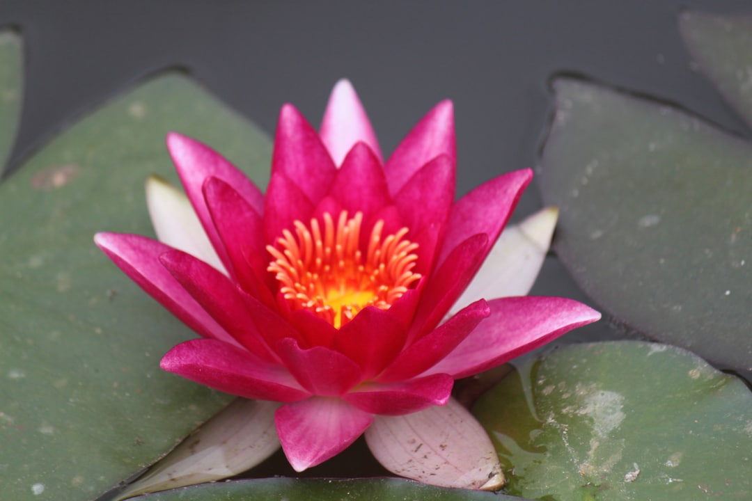 1 Bright/dark Pink MINI/DWARF Water Lily Koi Pond/bog/water Garden ...