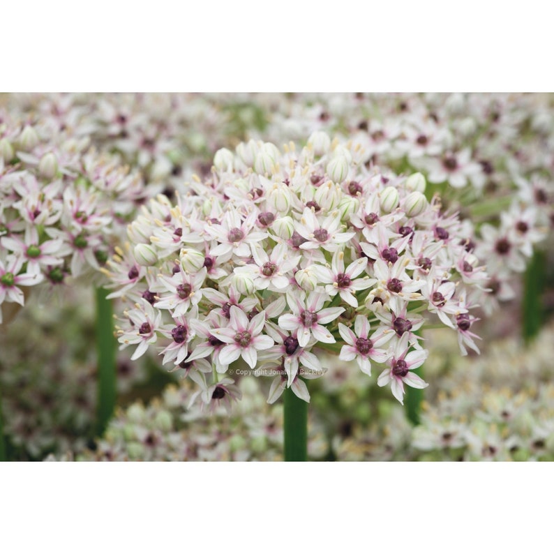 1 Allium "silver Spring" Bulbs ~early Summer Blooming~naturalize ...